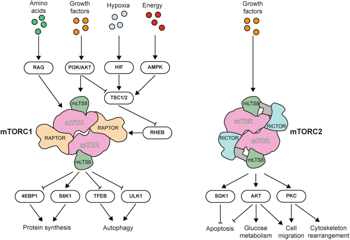 Maturation and Assembly of mTOR Complexes by the HSP90-R2TP-TTT ...