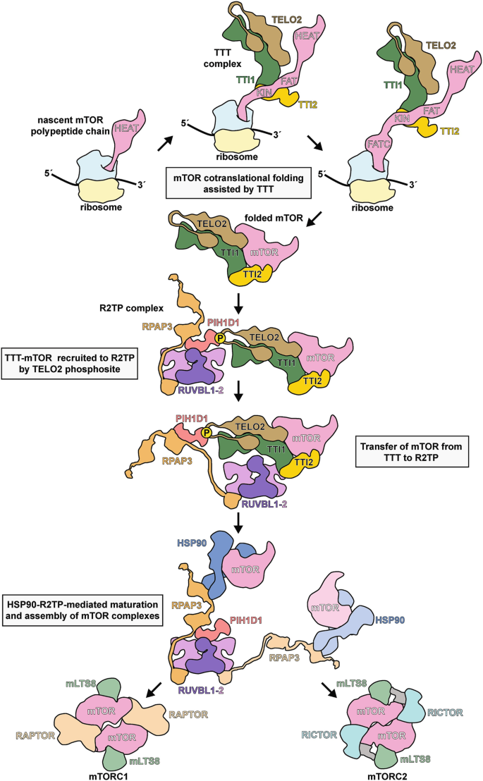 Maturation and Assembly of mTOR Complexes by the HSP90-R2TP-TTT ...