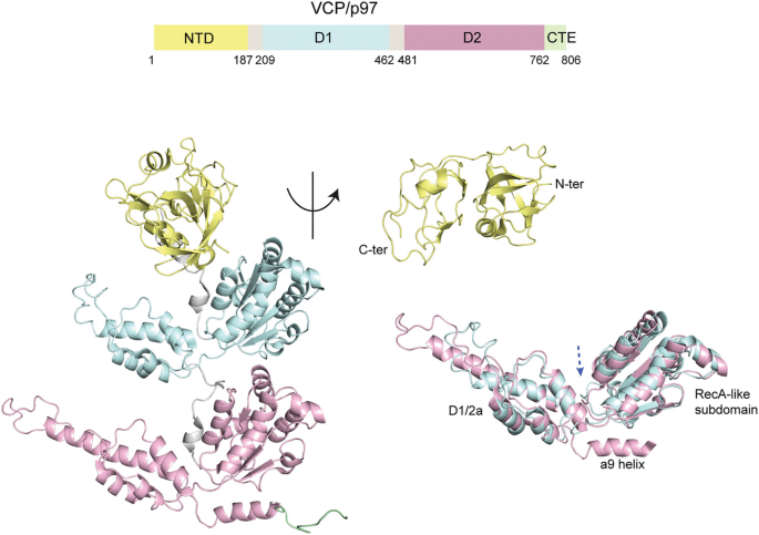 Valosin-Containing Protein (VCP)/p97 Oligomerization | SpringerLink