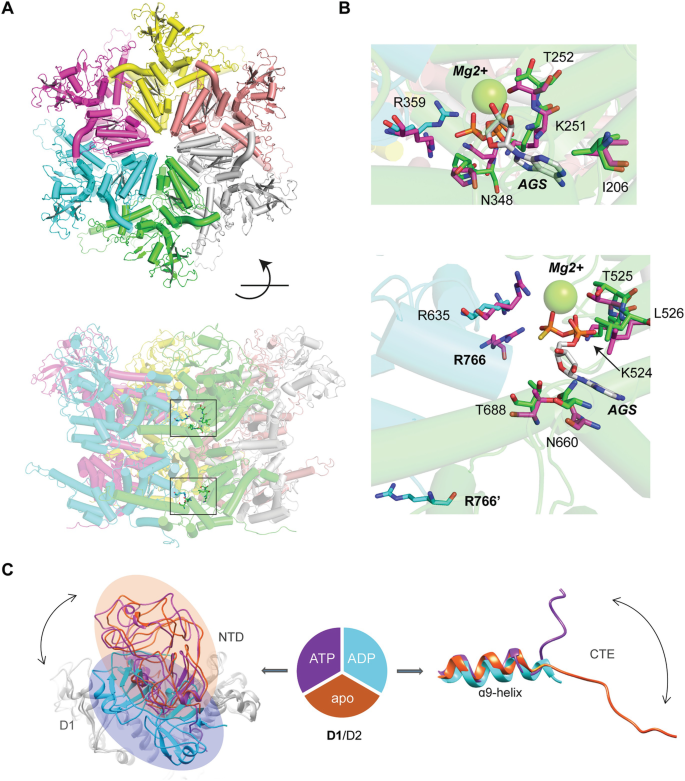 Valosin-Containing Protein (VCP)/p97 Oligomerization | SpringerLink