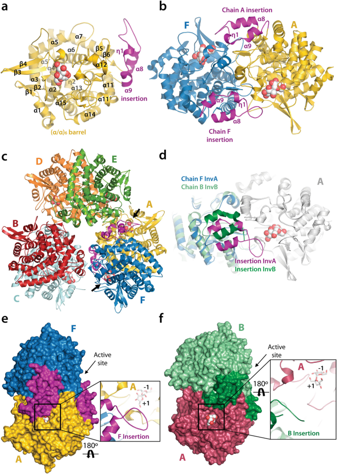Oligomeric Structure of Yeast and Other Invertases Governs Specificity ...