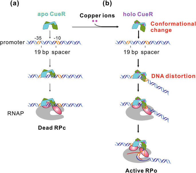 The Copper Efflux Regulator (CueR) | SpringerLink