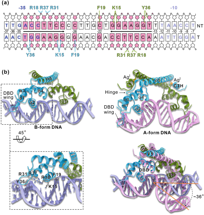 The Copper Efflux Regulator (CueR) | SpringerLink