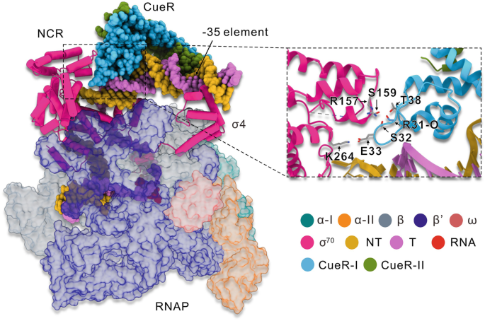 The Copper Efflux Regulator (CueR) | SpringerLink