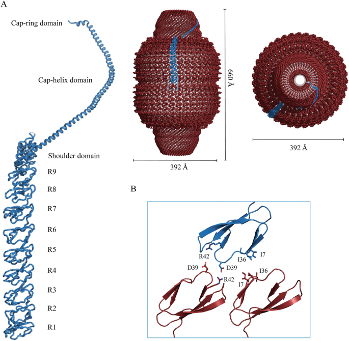 Structure, Dynamics and Functional Implications of the Eukaryotic Vault ...