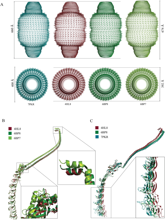 Structure, Dynamics and Functional Implications of the Eukaryotic Vault ...