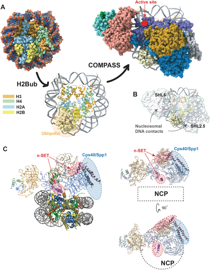 The Core Complex of Yeast COMPASS and Human Mixed-Lineage Leukemia (MLL), Structure, Function ...