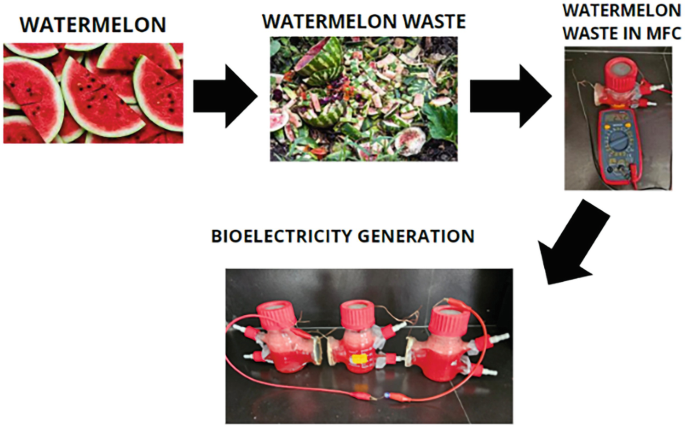 Use of Watermelon Waste As a Fuel Source for Bioelectricity Generation ...