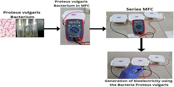 Eco-friendly Generation of Electricity Using the Bacteria Proteus ...
