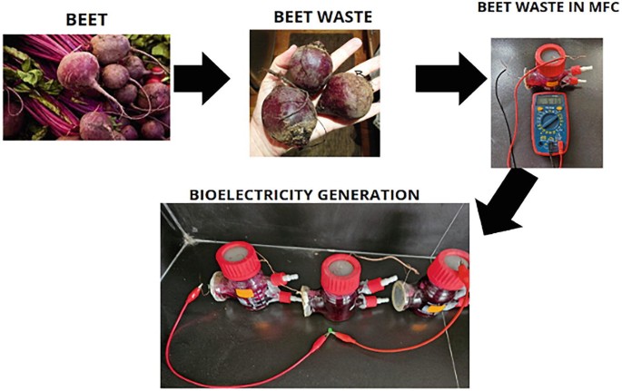 Generation of Electrical Energy Through Microbial Fuel Cells Using Beet ...