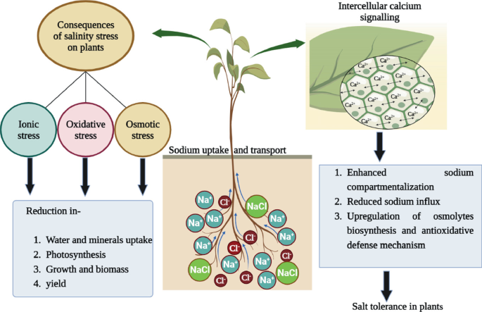 Sodium-Induced Calcium Signaling in Plants Under Salinity Stress ...