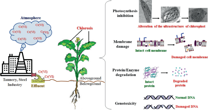 Chromium Toxicity in Plants: An Overview of Plant Signaling | SpringerLink