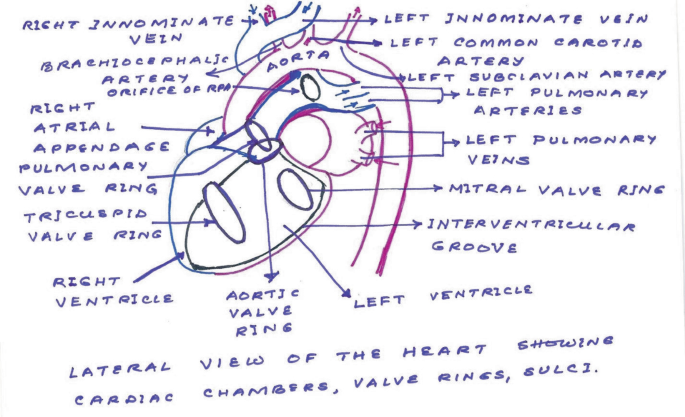 Anatomy of the Heart and Related Blood Vessels | SpringerLink