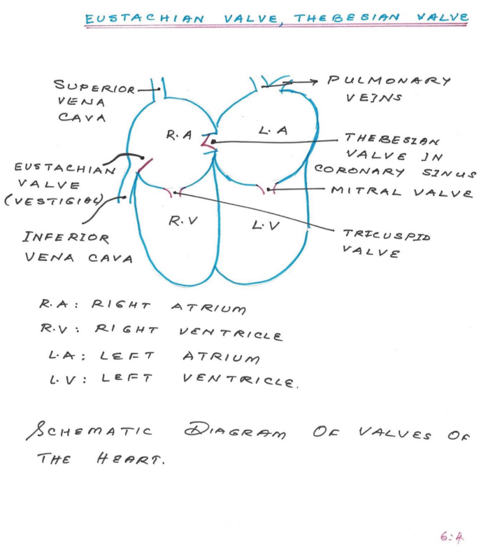 Anatomy of the Heart and Related Blood Vessels | SpringerLink