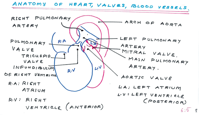 Anatomy of the Heart and Related Blood Vessels | SpringerLink
