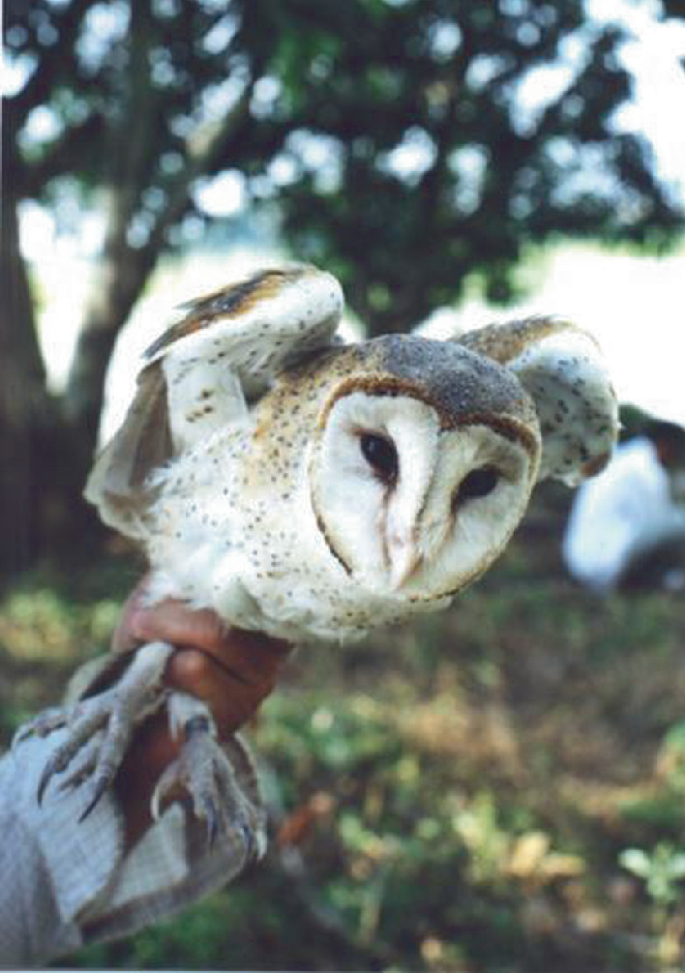 A Sustainable Rat Management Model in Rice Field by Natural Propagation of a Local Predator, the ...