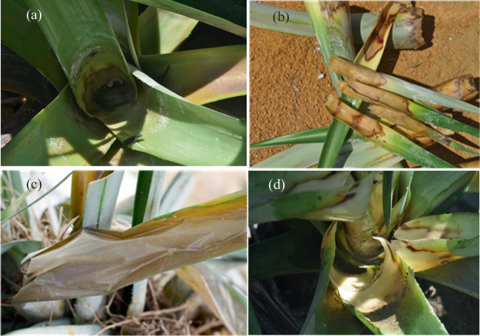 Common Diseases in Pineapple and Their Management | SpringerLink