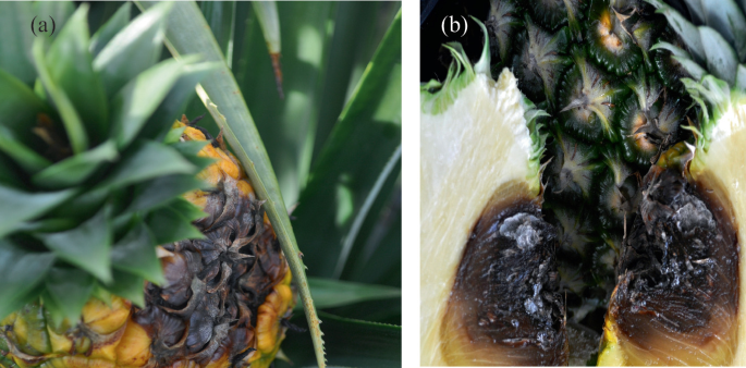 Common Diseases in Pineapple and Their Management | SpringerLink