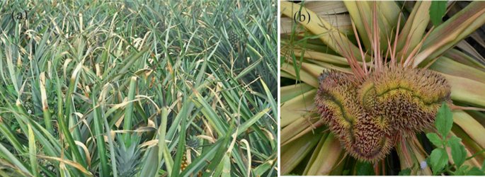 Common Diseases in Pineapple and Their Management | SpringerLink