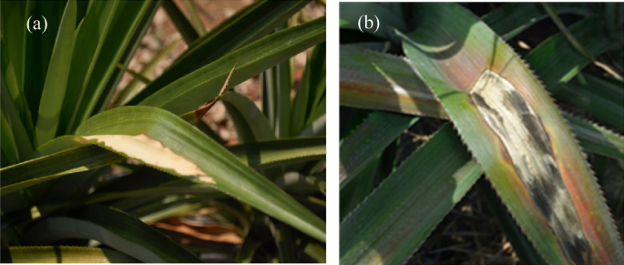 Common Diseases in Pineapple and Their Management | SpringerLink
