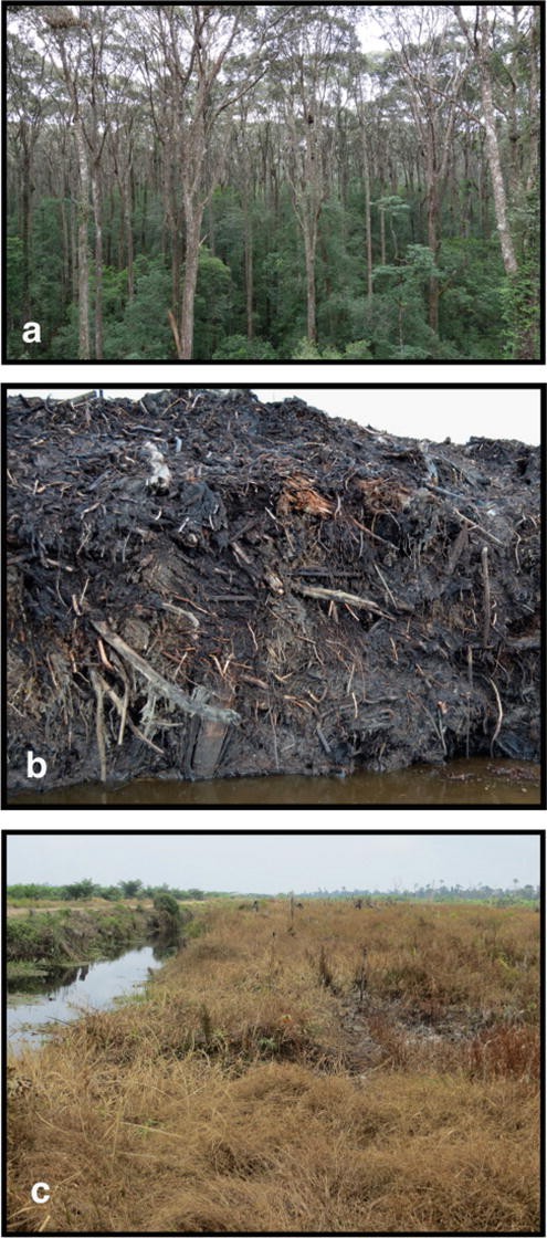 Quantifying Subsidence in Tropical Peatlands | SpringerLink