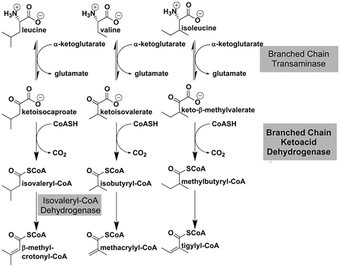 Amino Acid Metabolism | SpringerLink