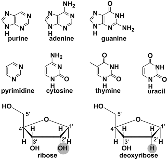 Nucleotide Metabolism | Springer Nature Link (formerly SpringerLink)