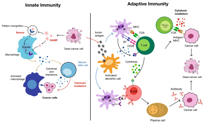 Basic Concepts in Cancer Immunology and Immunotherapy | SpringerLink