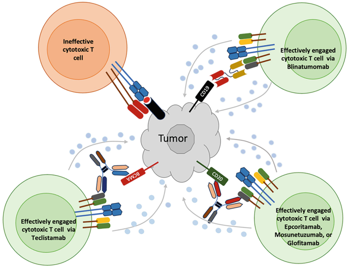 Immunotherapies for Cancer: Bi-specific T Cell Engagers (BiTEs ...