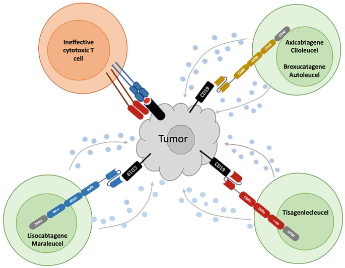 Cellular Therapies for Cancer: Chimeric Antigen Receptor T Cells (CAR-T ...