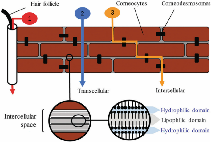 Non-deformable Nanoparticles and Transdermal Penetration | SpringerLink