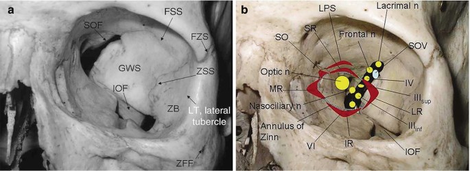 Anatomy of the Orbit | SpringerLink