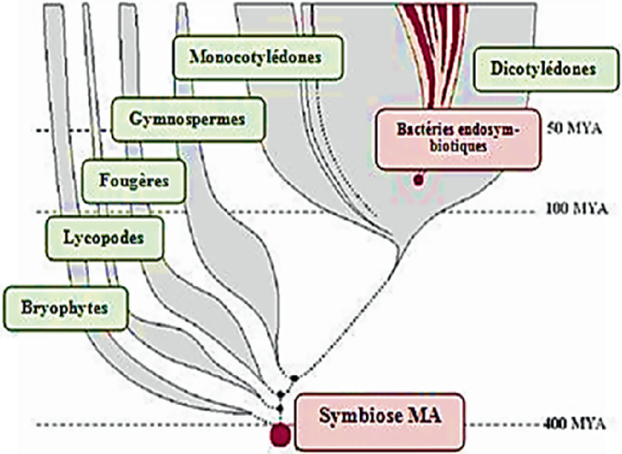 Symbiotic Arbuscular Mycorrhizal Fungi as a Soil Essential Component ...