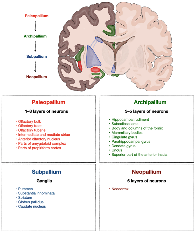 Phylogenetic Evolution of the Human Central Nervous System | SpringerLink