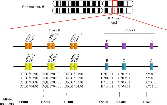HLA Genes and Molecules | SpringerLink