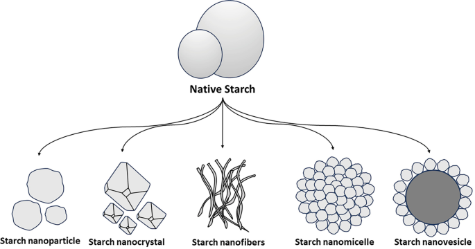 A Brief Introduction to Starch-Based Nanomaterials | SpringerLink