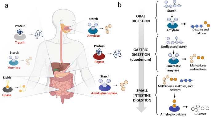 Starch Nanomaterials and Digestibility | SpringerLink