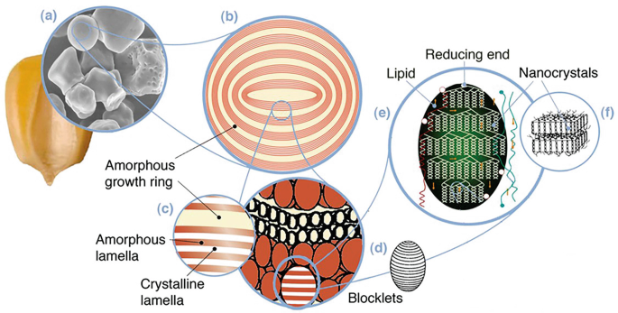 Starch Nanocrystals | SpringerLink