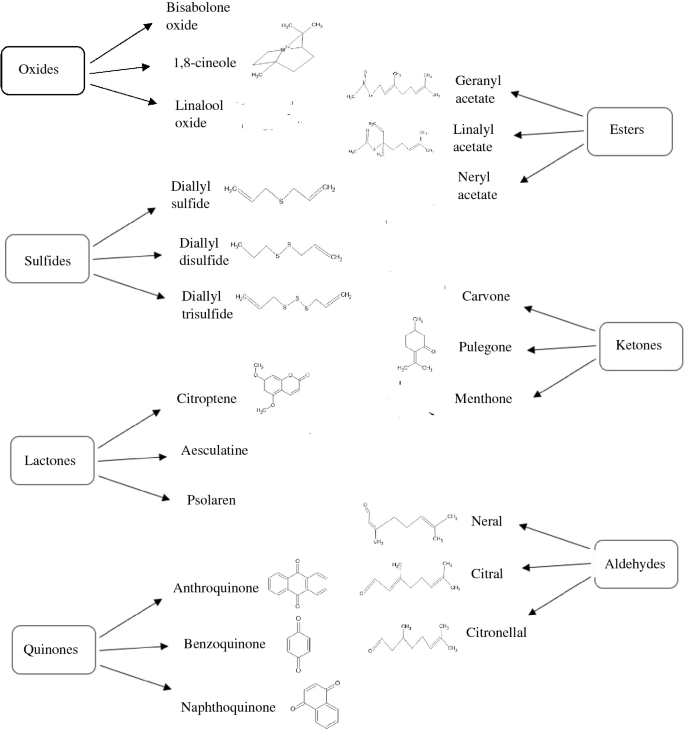 Plant Essential Oils as Multifunctional Biomolecules for Applications ...