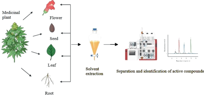 Harnessing the Power of Aromatic and Medicinal Plants for Natural ...