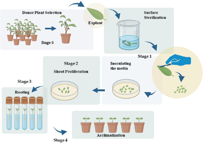 In-vitro Propagation to Conserve Medicinally Important Plants: Insight ...