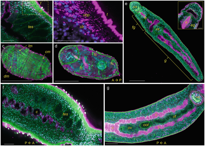 Form and Function in the Digenea, with an Emphasis on Host–Parasite and ...