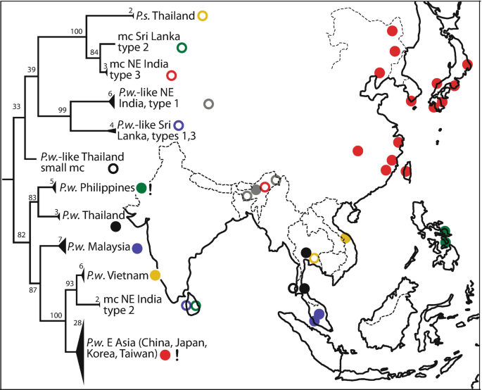 Paragonimiasis | SpringerLink