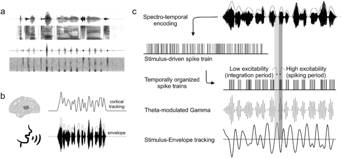 Rhythms in Speech | SpringerLink