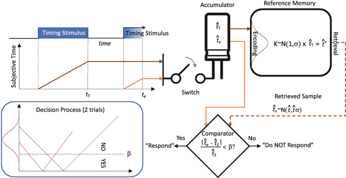 Neurocomputational Models of Interval Timing: Seeing the Forest for the Trees | SpringerLink