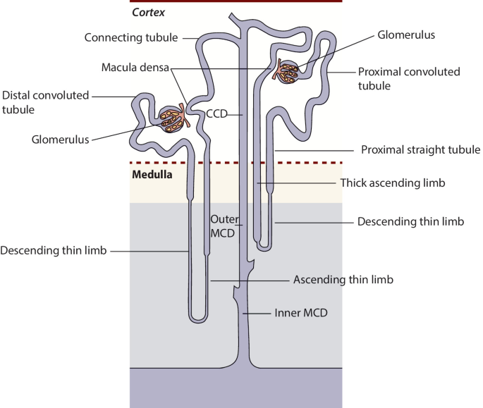 Renal Physiology | SpringerLink