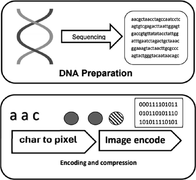 DNA Data Encoding and Compression Using Image Compression Algorithms | SpringerLink