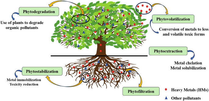 Phytoremediation of Contaminated Water, Its Mechanisms, and ...