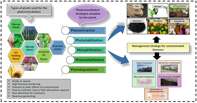 An Overview of Different Plant Species Used for the Phytoremediation of ...