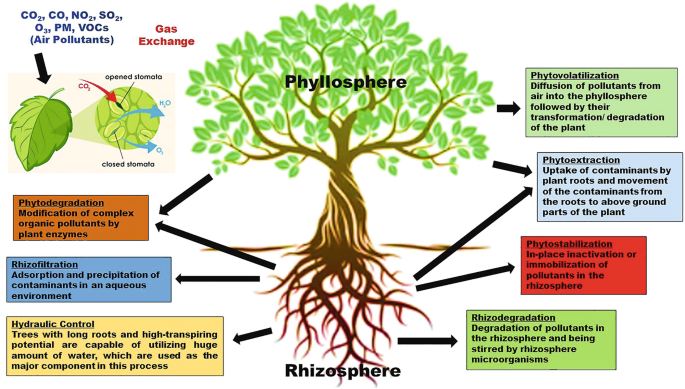 Removal of Toxic Chemicals from Air Through Phytoremediation | SpringerLink